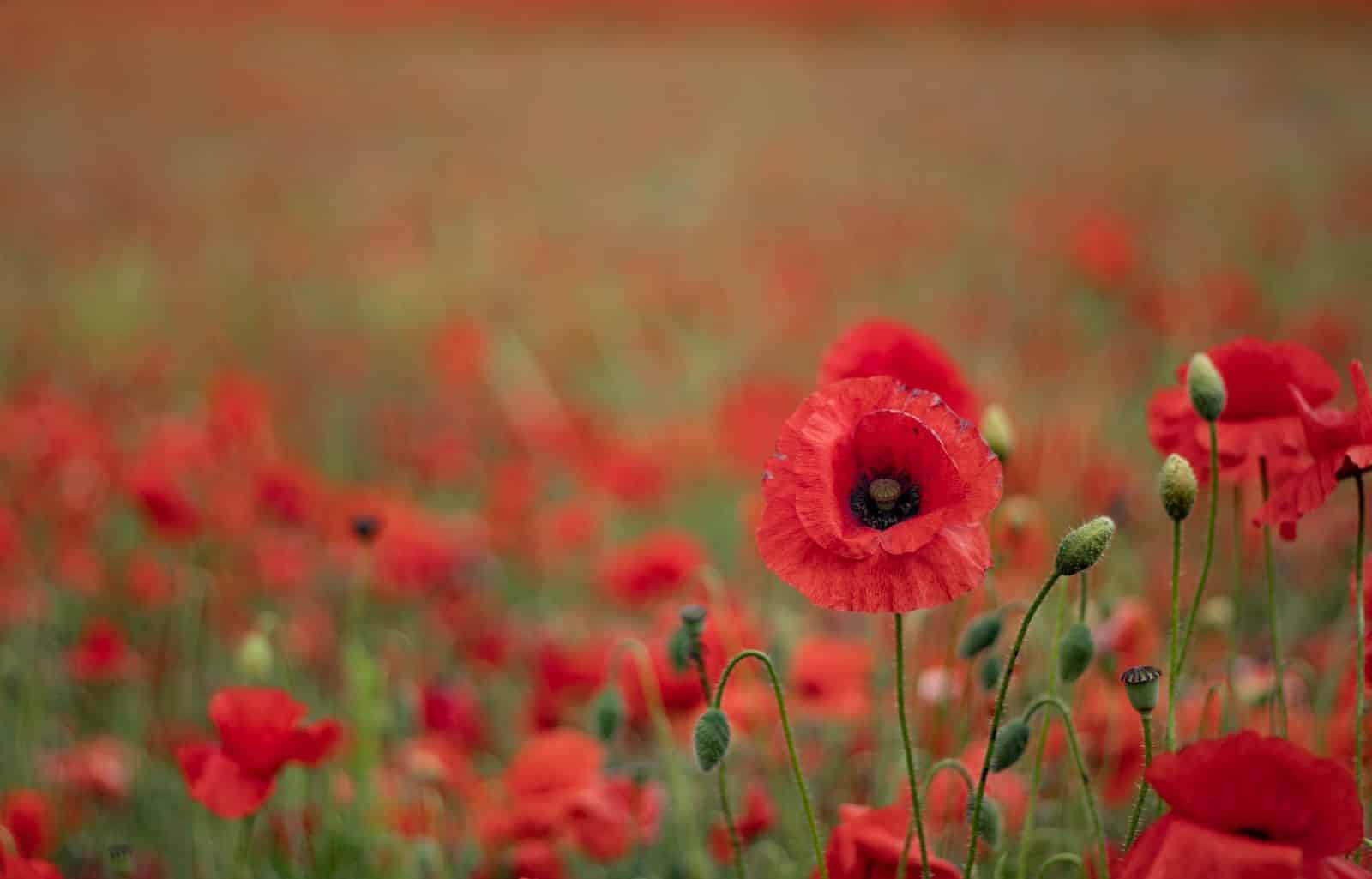 30 Poems About Remembrance Day - The Teaching Couple