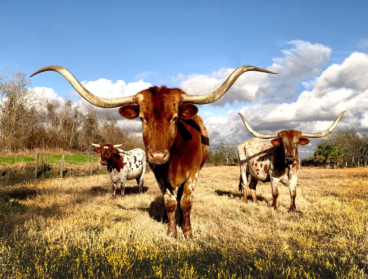 The Top 18 Poets From Texas - The Teaching Couple