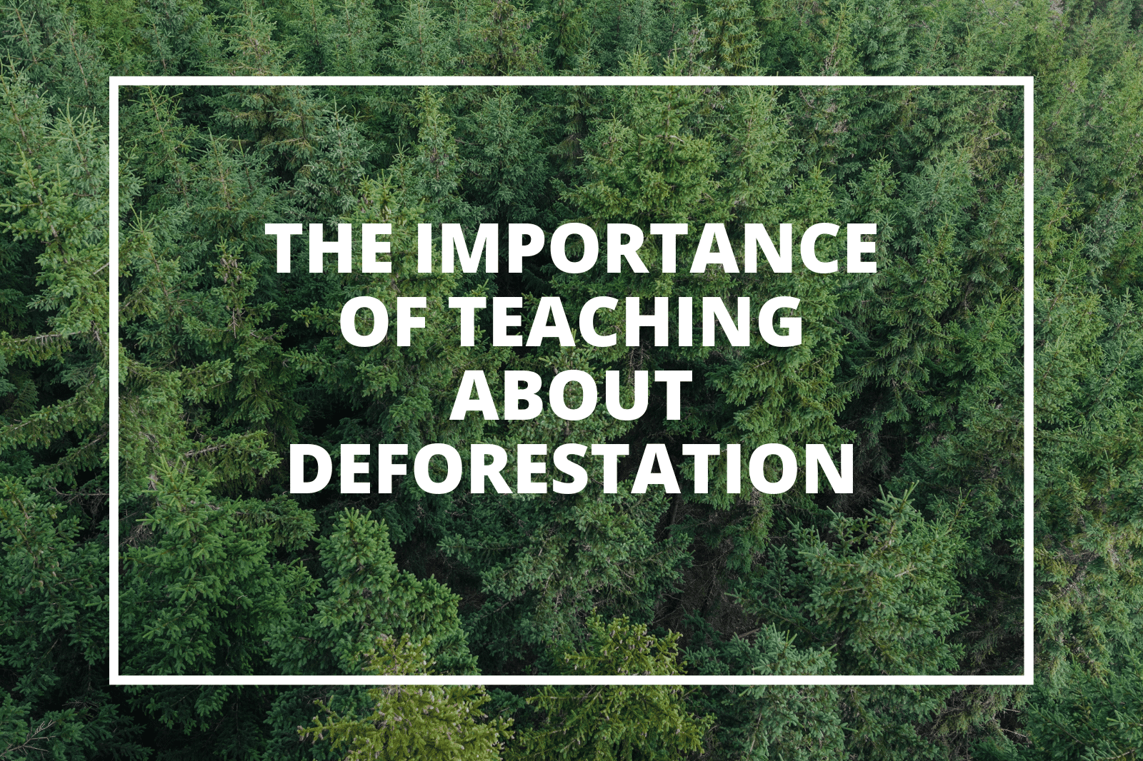The Importance of Teaching About Deforestation - The Teaching Couple